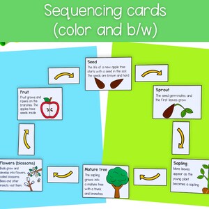 Life Cycle of an Apple Tree Foldable Activity for Kids Printable | A4 ...