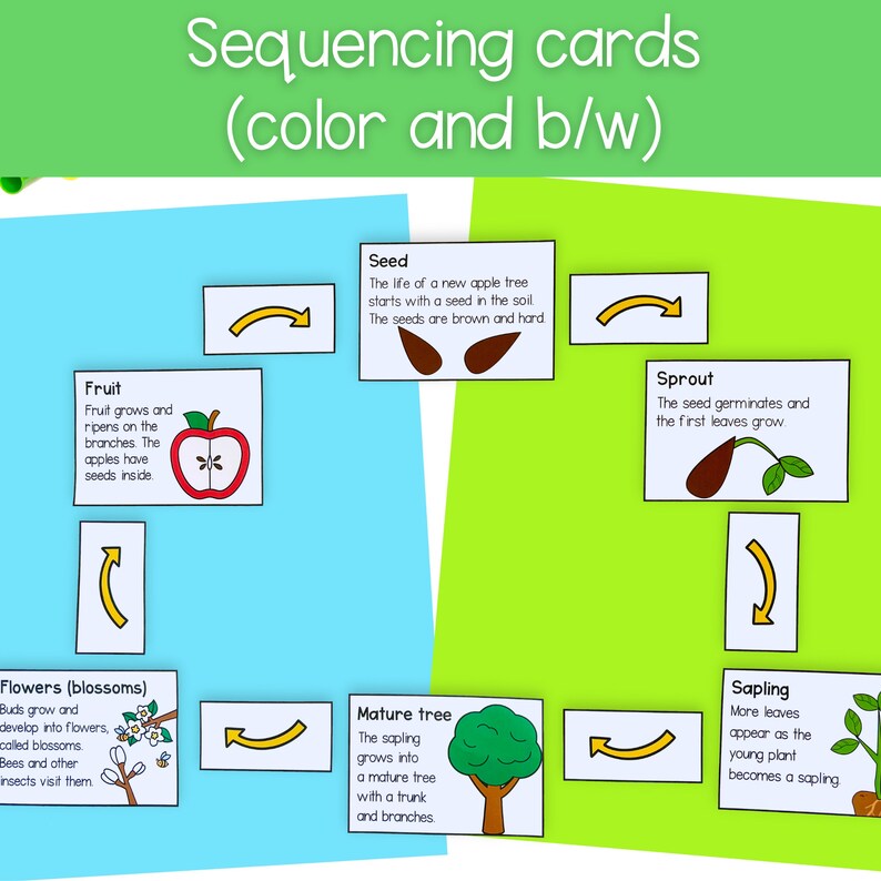 Ciclo de vida de un manzano actividad plegable para niños imprimible ...
