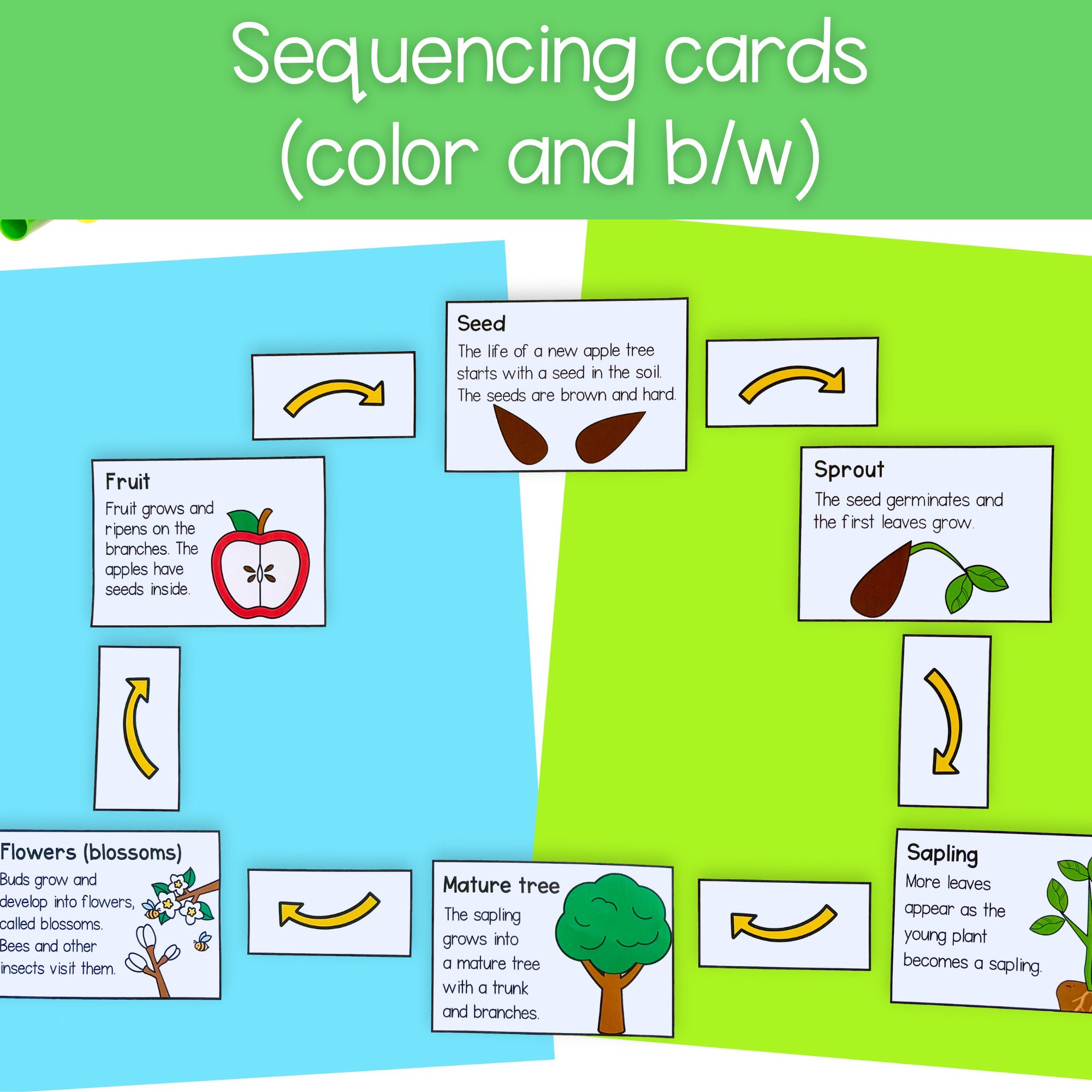 Ciclo De Vida De La Semilla De Manzana Imprimible