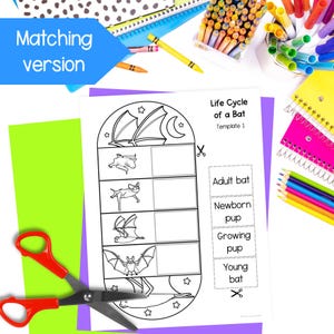 Life Cycle of a Bat Mammal Sequence and Fold Science Activity for Kids ...