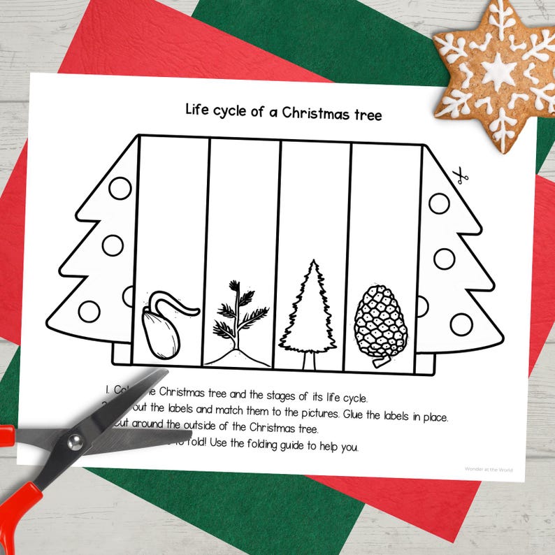 Life Cycle of a Christmas Tree Foldable Kids' Craft | A4 and 11x8.5 ...