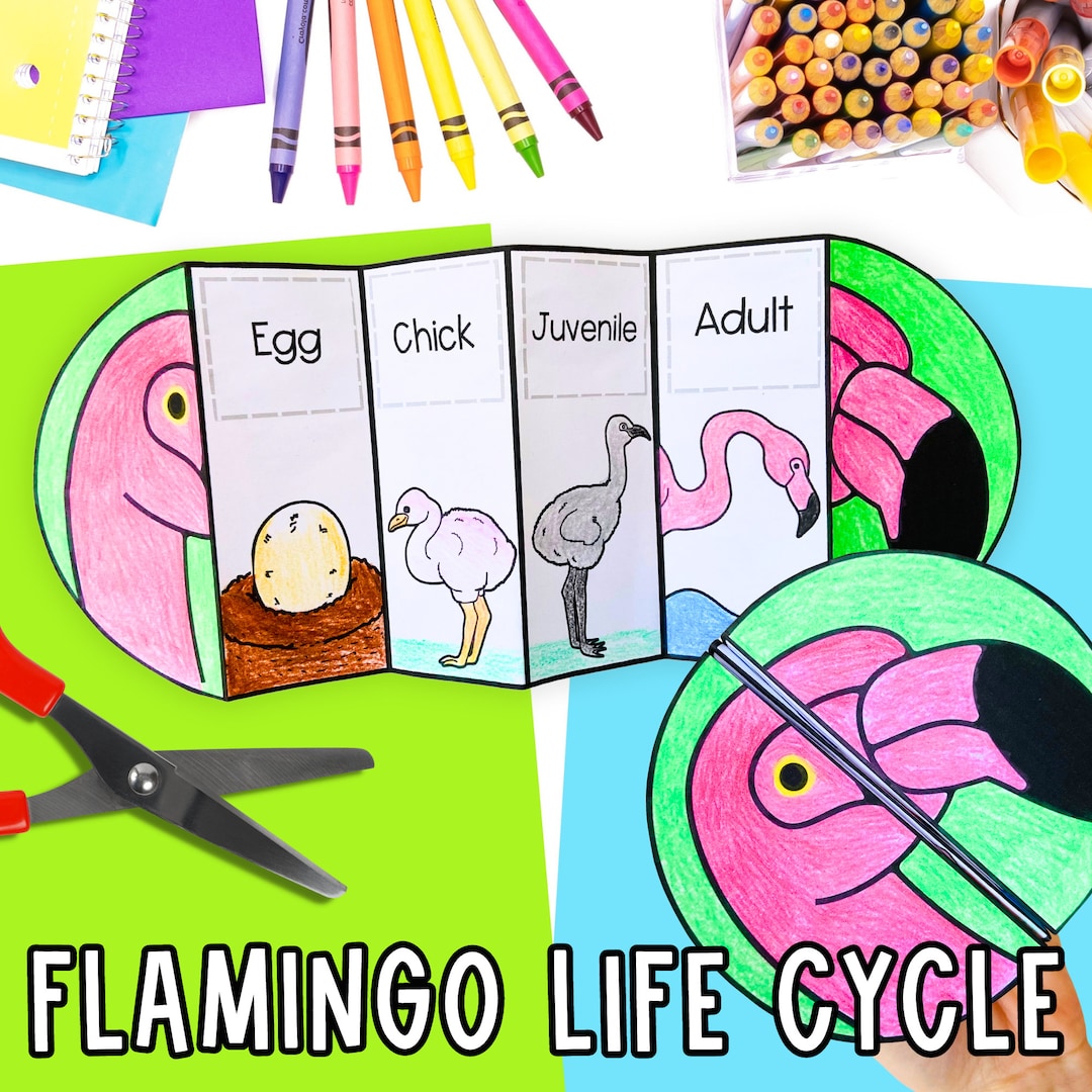 Life Cycle of a Flamingo Foldable Kids' Science Craft Sequencing ...