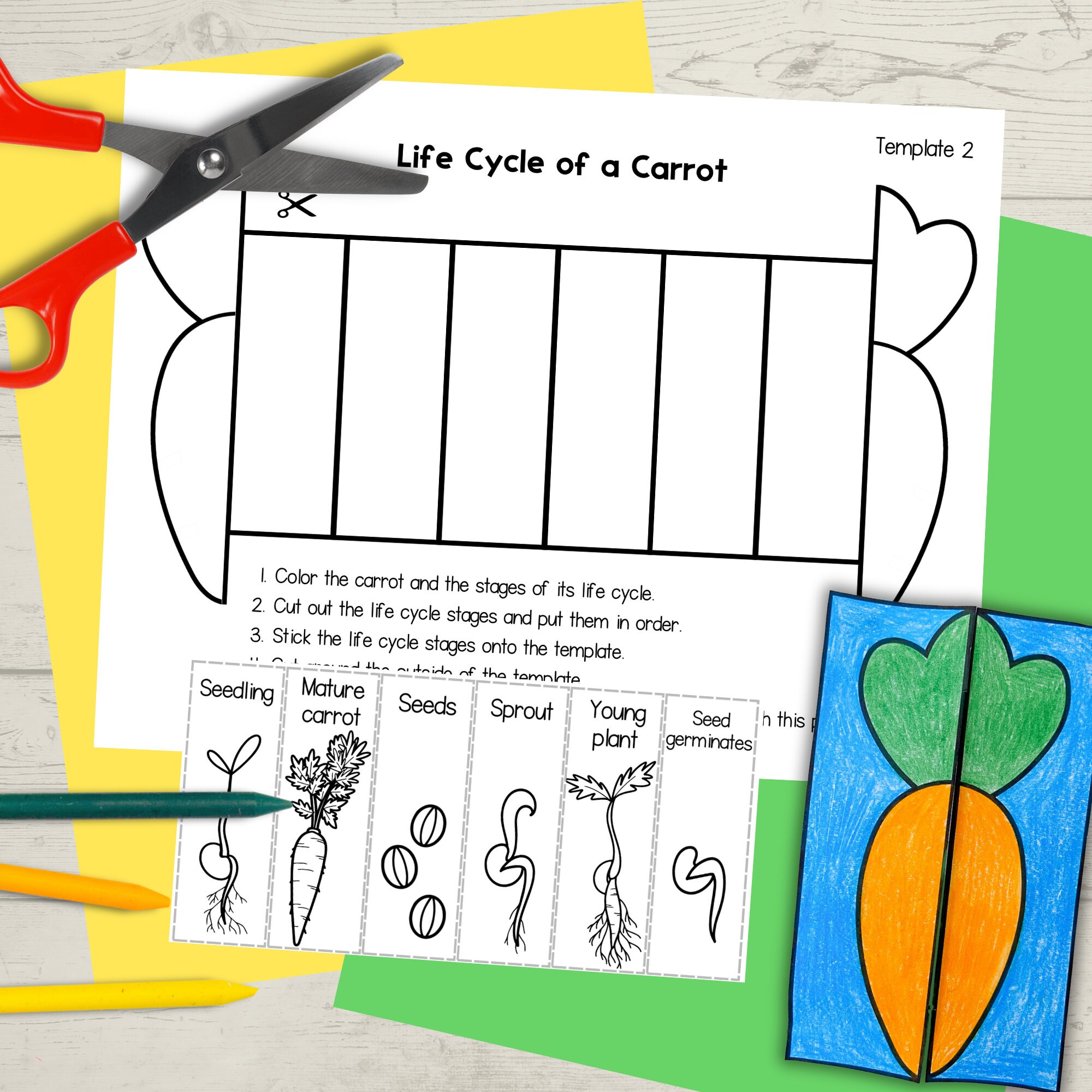 Easter Life Cycles Foldable Sequencing Activities for Kids PDF Digital ...