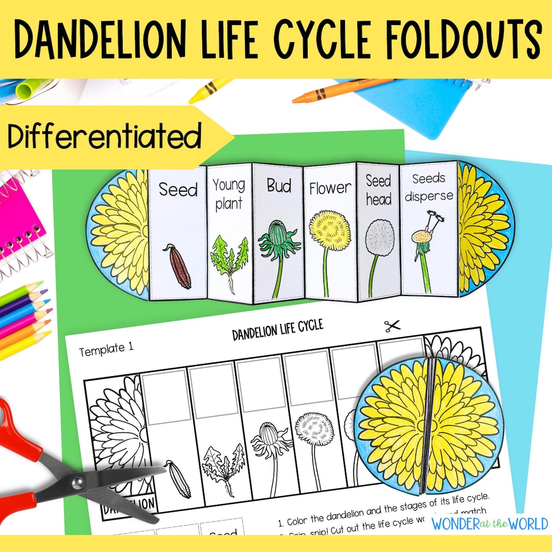 Life Cycle of a Dandelion Flower Plant Foldable Sequencing Activity ...