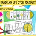 Life Cycle of a Sunflower Foldable Kids' Craft A4 and 11x8.5 Inch ...