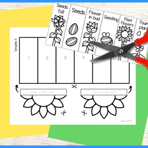 Life Cycle of a Sunflower Foldable Kids' Craft | A4 and 11x8.5 Inch ...