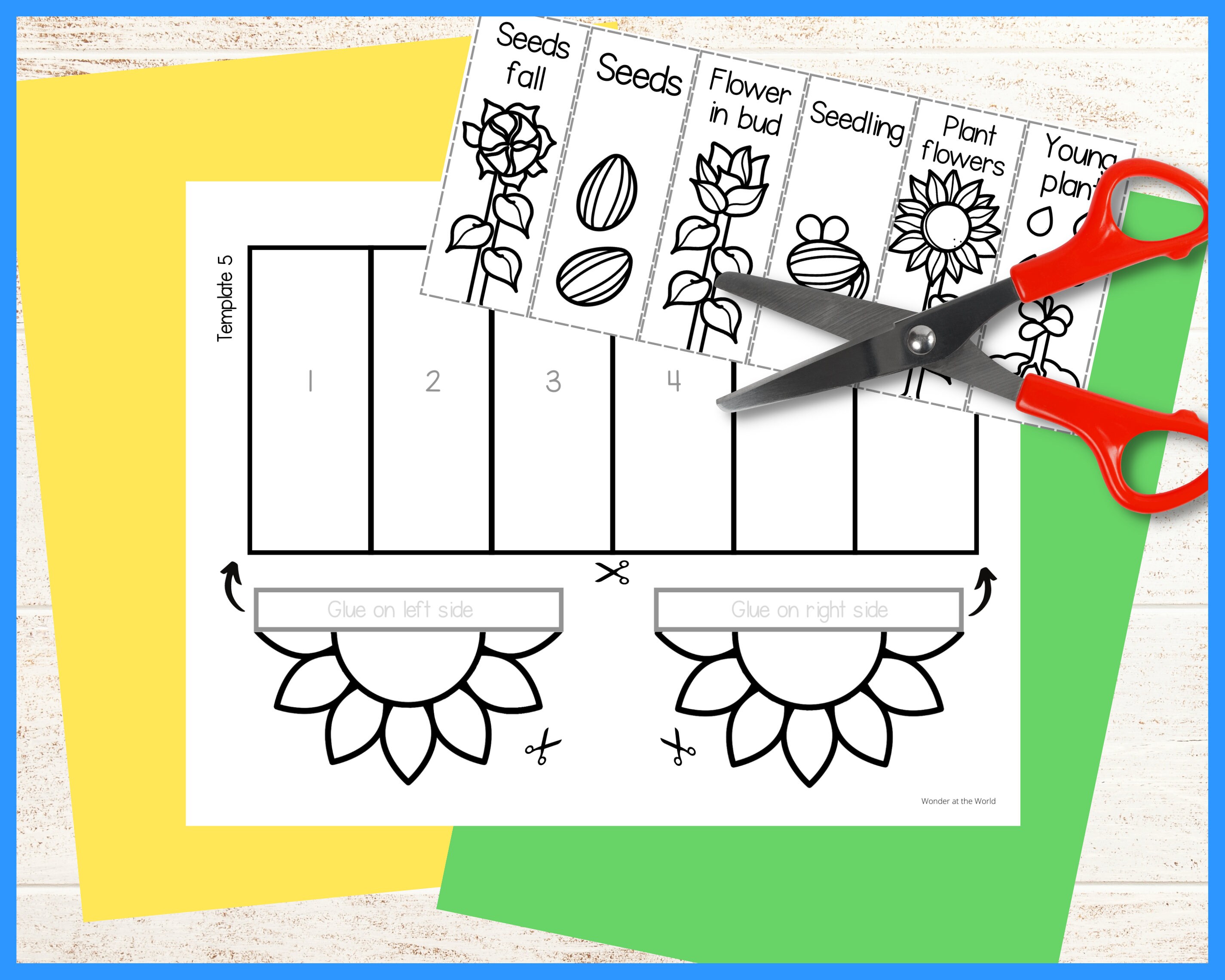 Ciclo de vida de una manualidad infantil plegable de girasol, A4 y 11 x ...