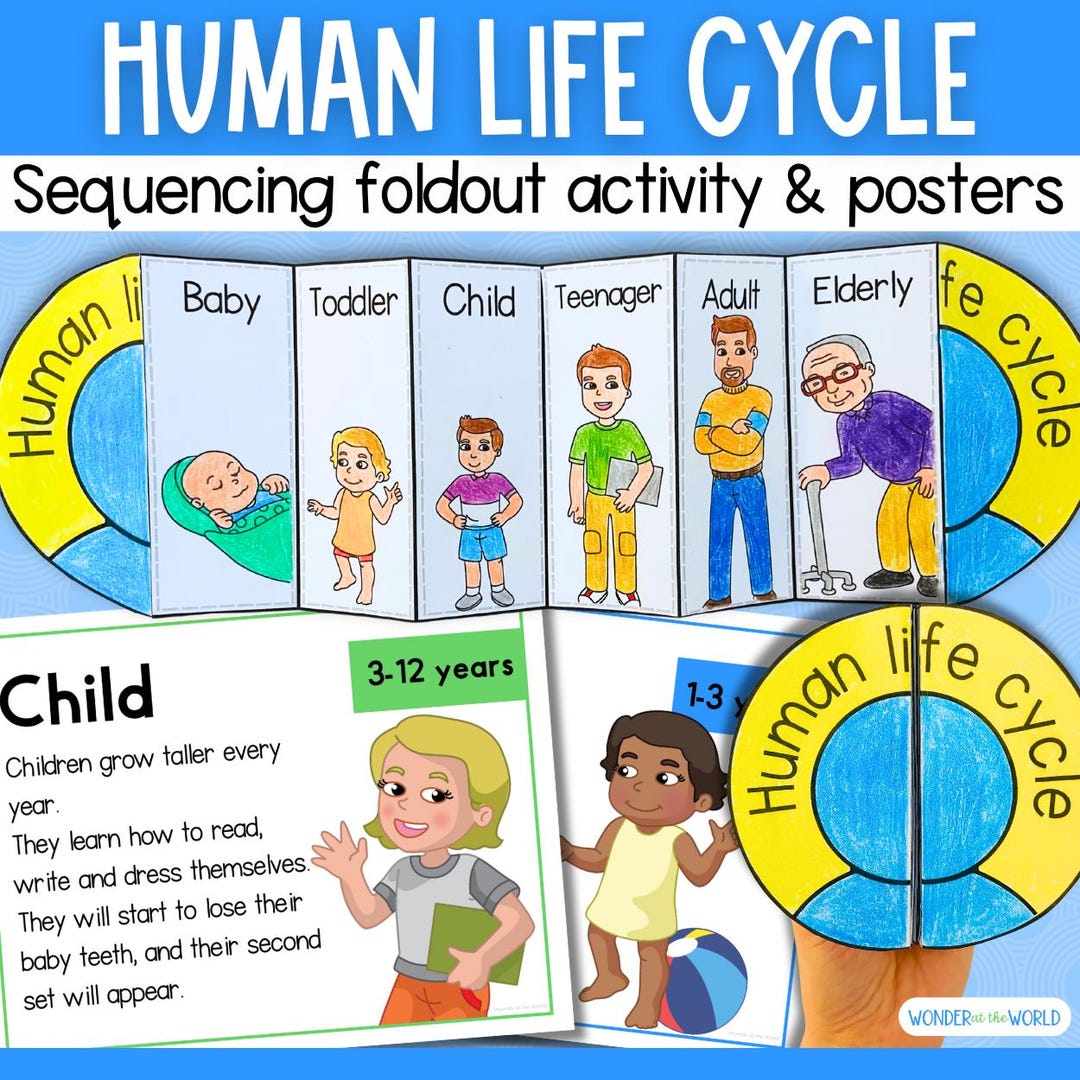 Human Life Cycle Foldable Sequencing Activity for Kids Printable US ...