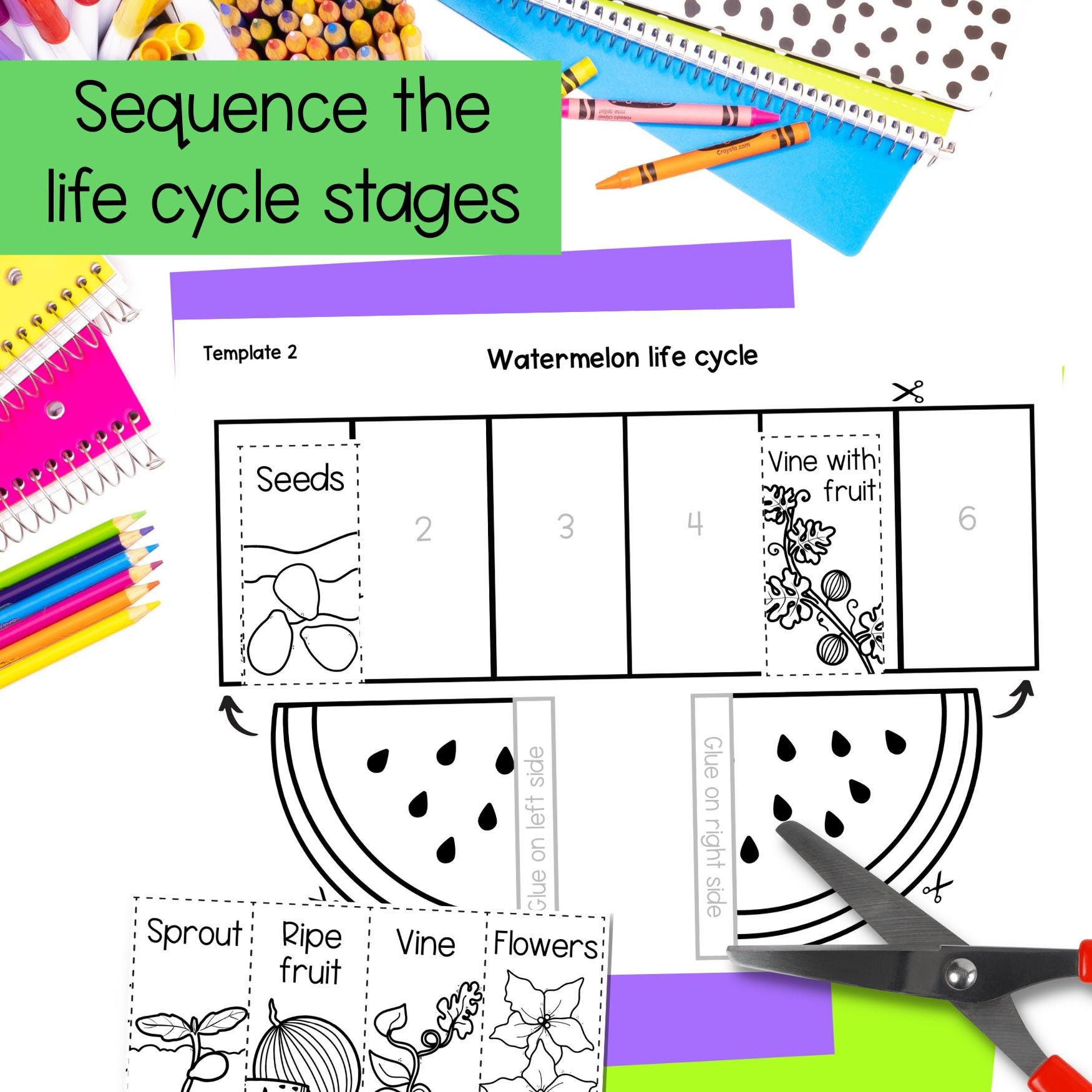 Life Cycle of a Watermelon Plant Sequence and Fold Kids' Craft | A4 and ...
