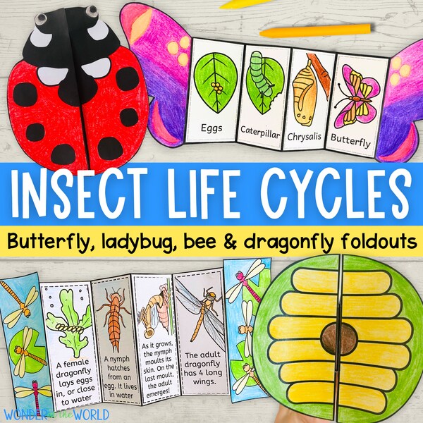 Life Cycle of a Ladybug - Etsy