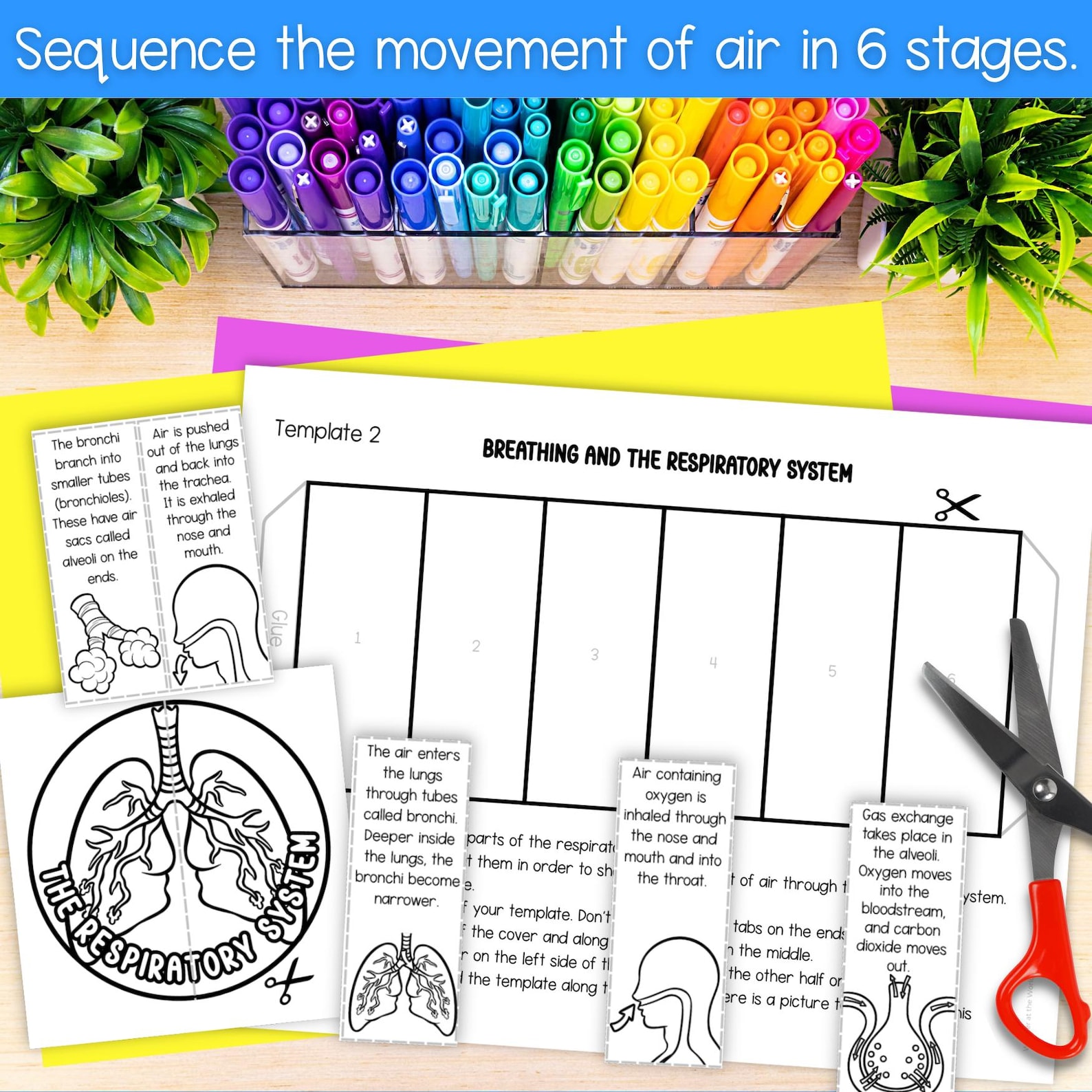 The Respiratory System Human Body Cut and Paste Sequencing Activity and ...