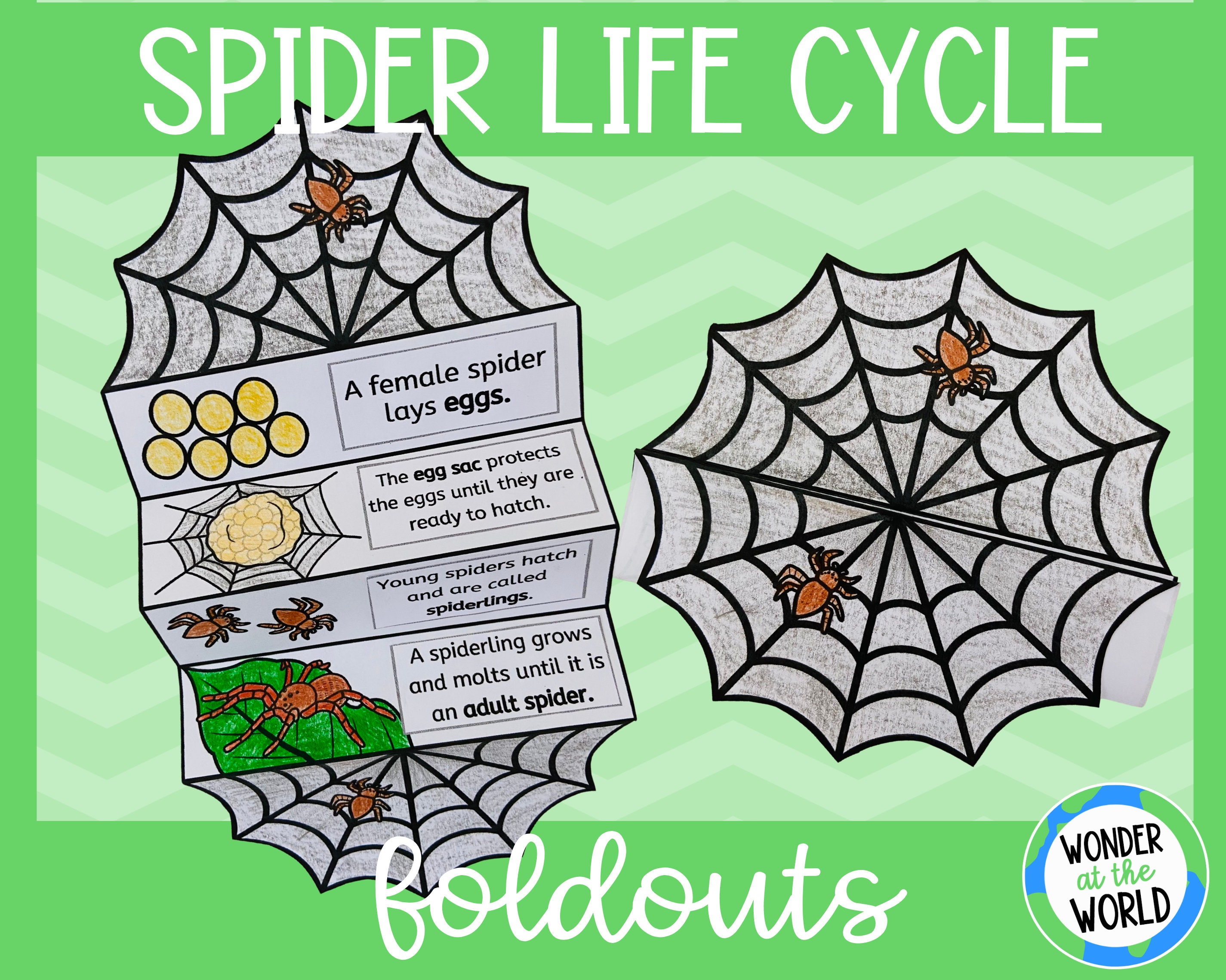 Life cycle of a spider foldable kids' craft A4 and | Etsy