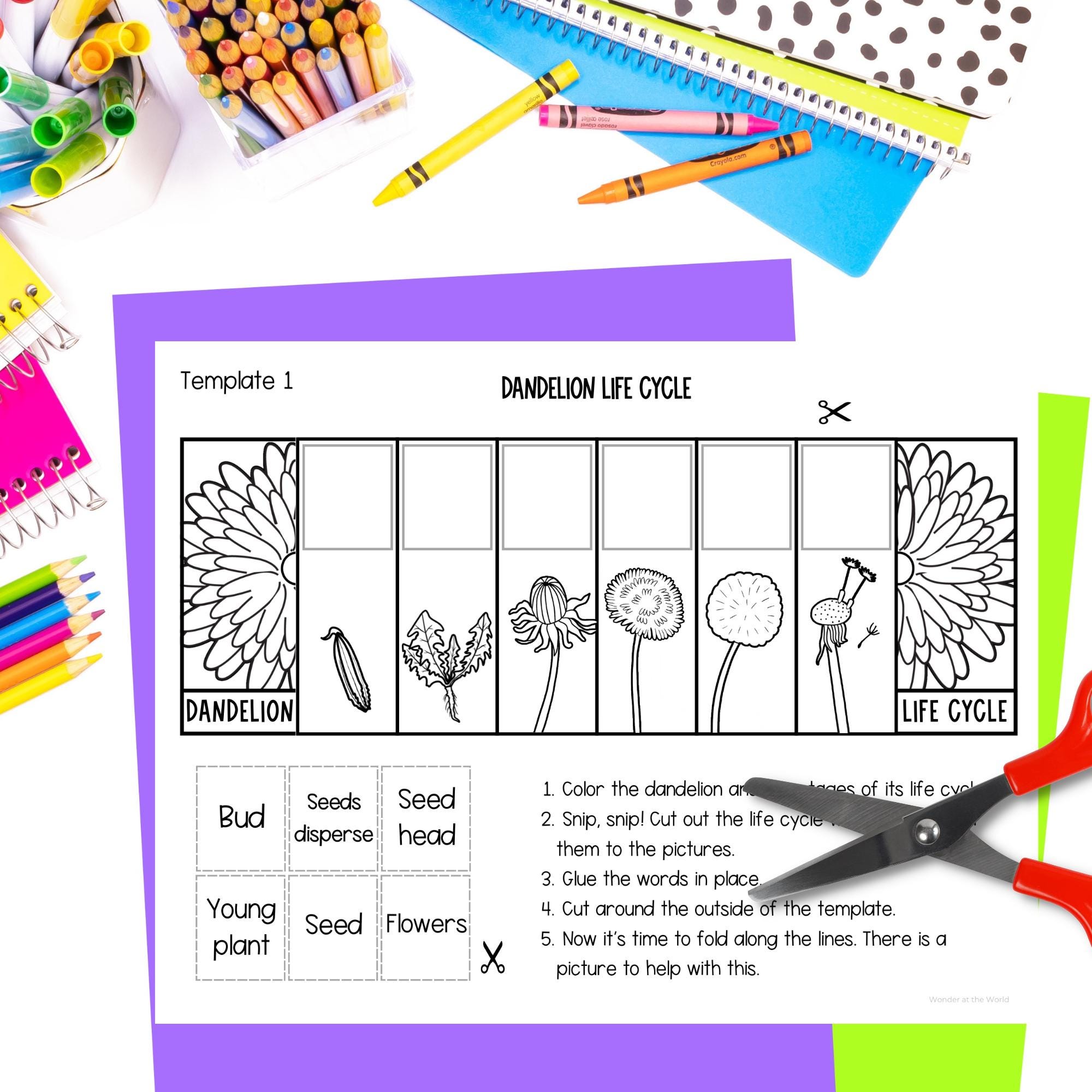Life Cycle of a Dandelion Flower Plant Foldable Sequencing Activity ...