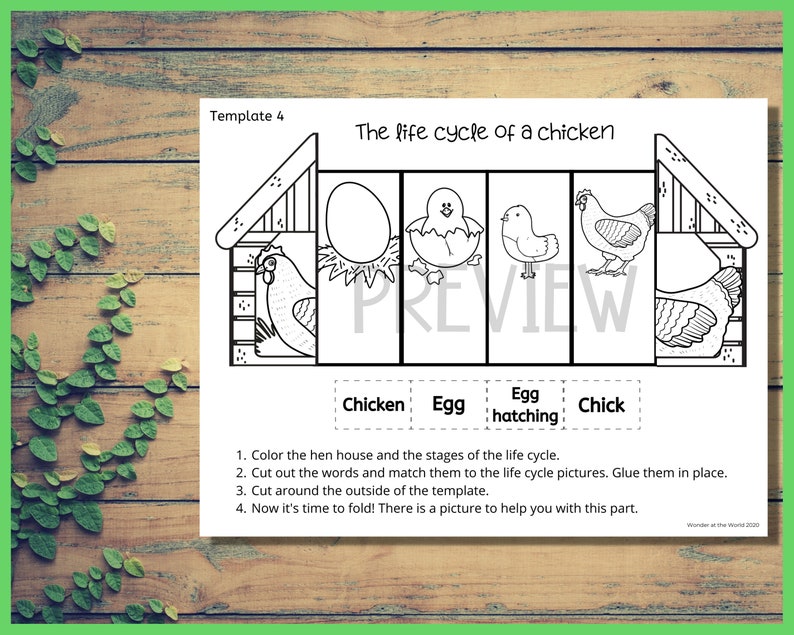 Life Cycle of a Chicken Foldable Kids' Craft A4 and | Etsy UK