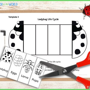 Life Cycle of a Ladybug Ladybird Foldable Kids' Craft A4 and 11x8.5 ...