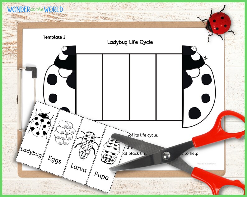 Life Cycle of a Ladybug Ladybird Foldable Kids' Craft A4 and 11x8.5 ...
