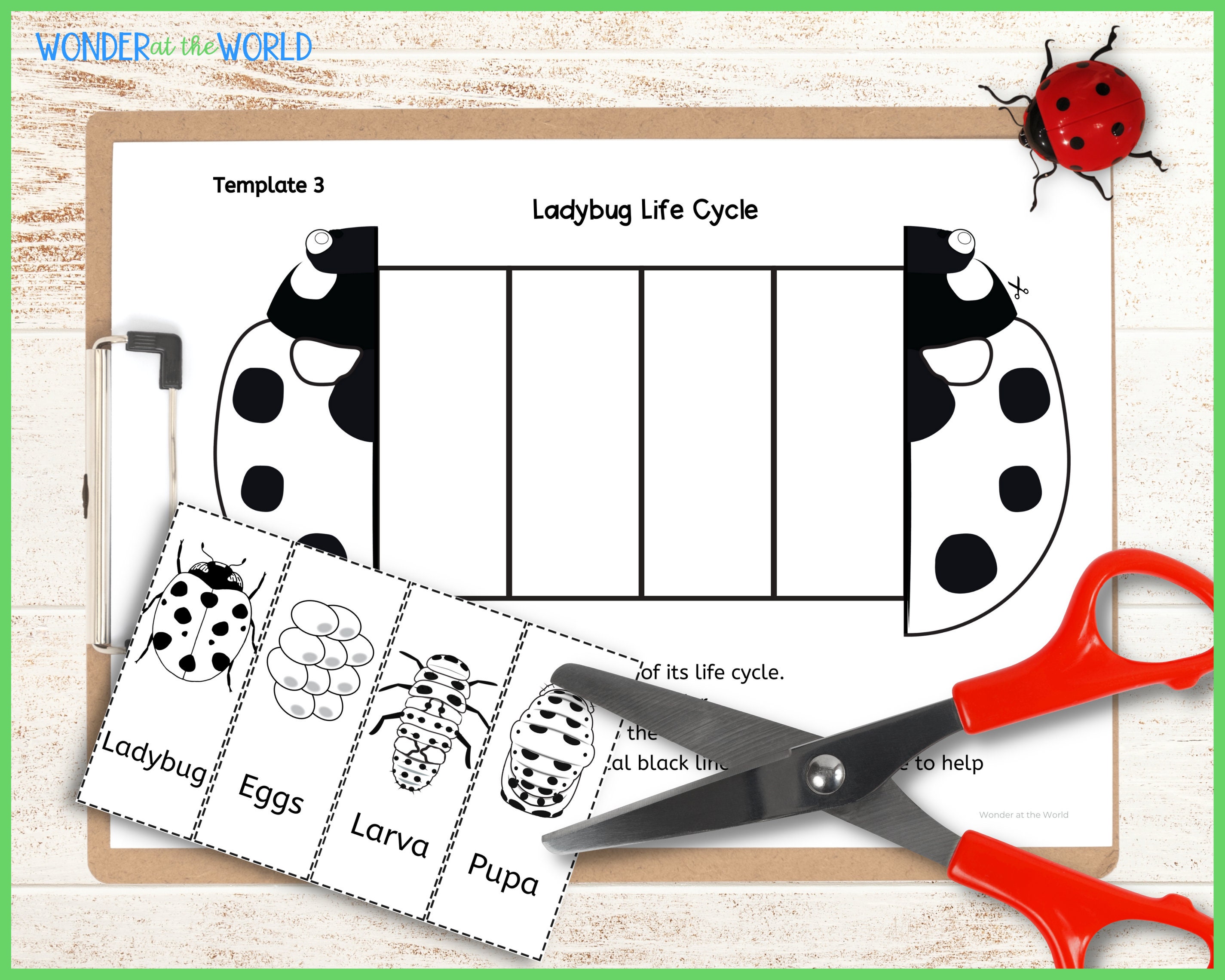 Life Cycle of a Ladybug Ladybird Foldable Kids' Craft A4 and 11x8.5 ...