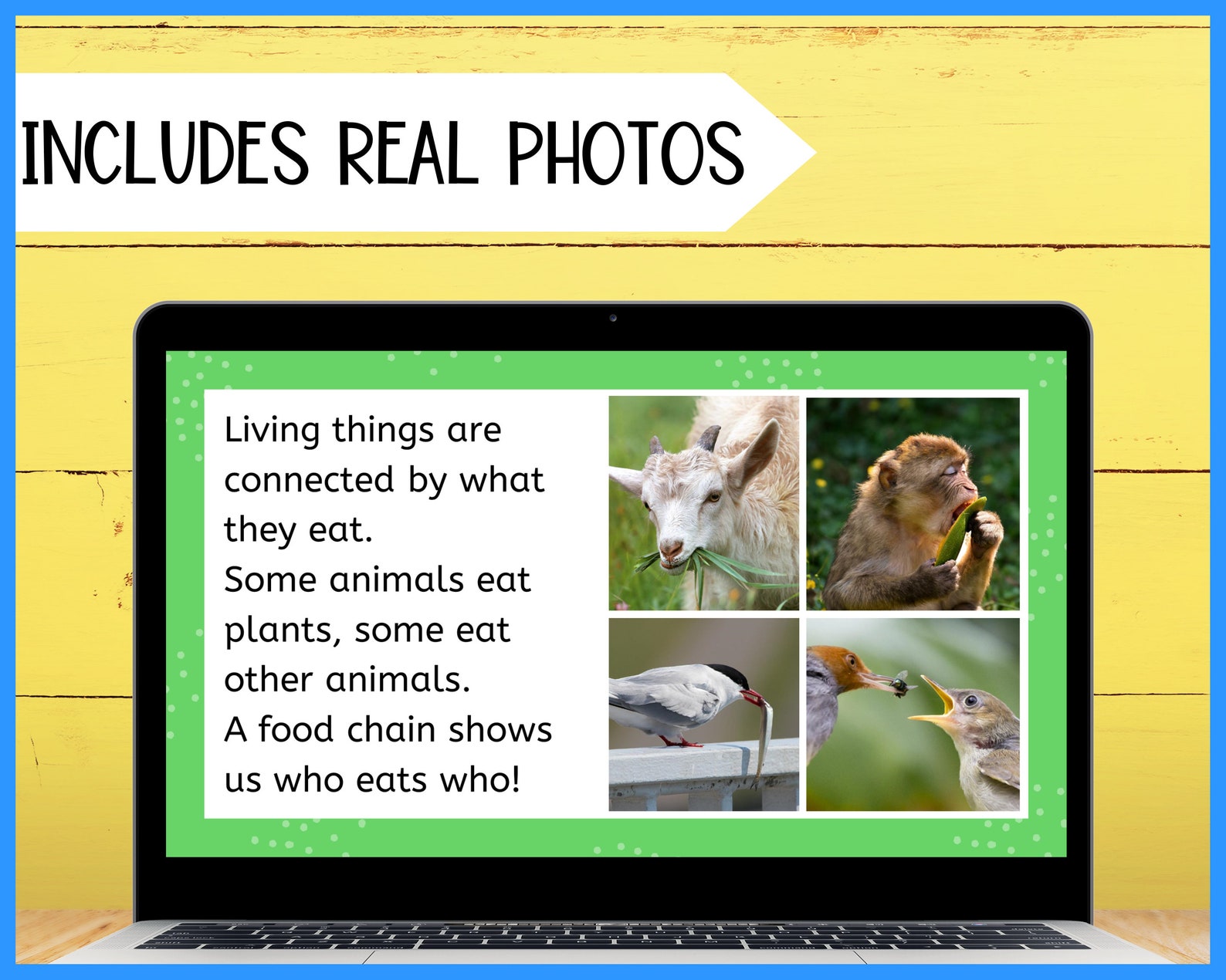 Food Chains in Different Habitats Google Slides Presentation for ...