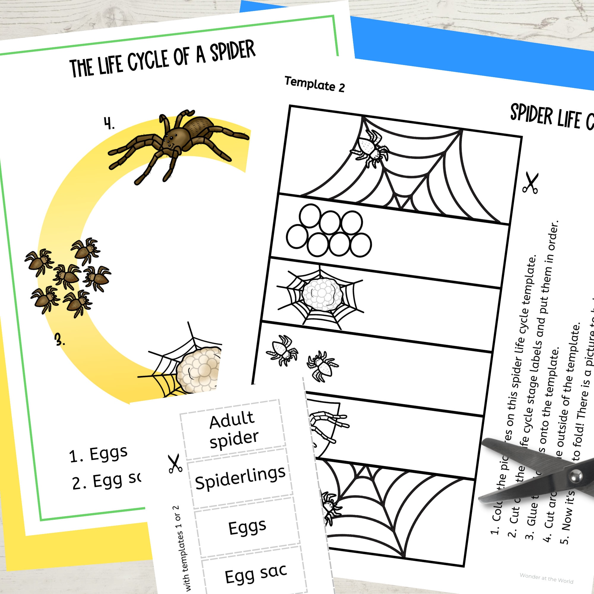 Life Cycle of a Spider Sequencing Science Crafts and Worksheets for ...