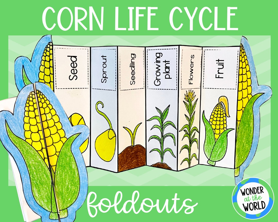 Buy Life Cycle of a Corn Plant Foldable Activity for Kids A4 and Online ...