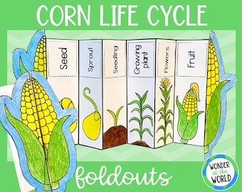 Life Cycle of Corn - Etsy