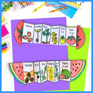 Life Cycles of Edible Plants Sequence and Fold Science Craft Activities ...