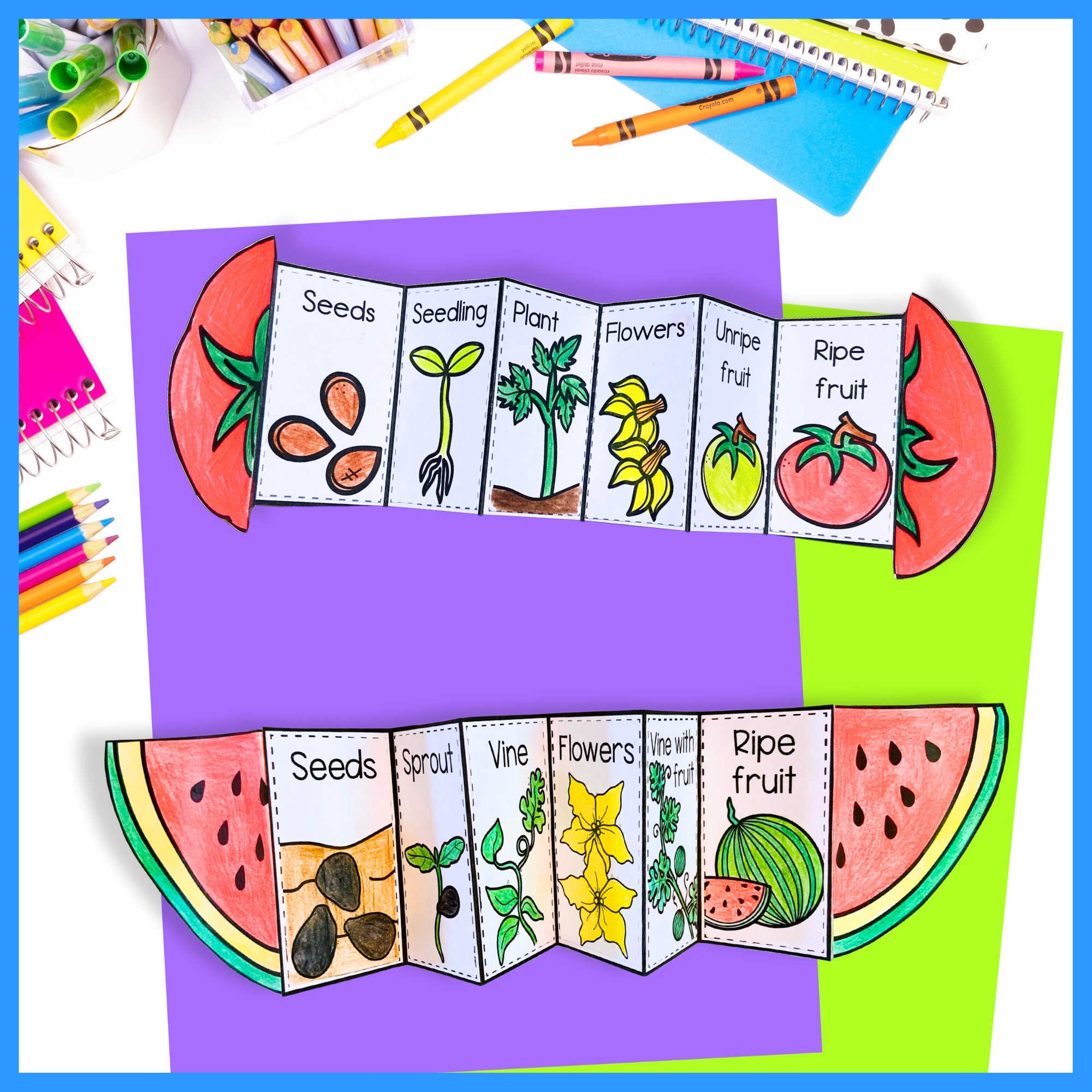 Life Cycles of Edible Plants Sequence and Fold Science Craft Activities ...