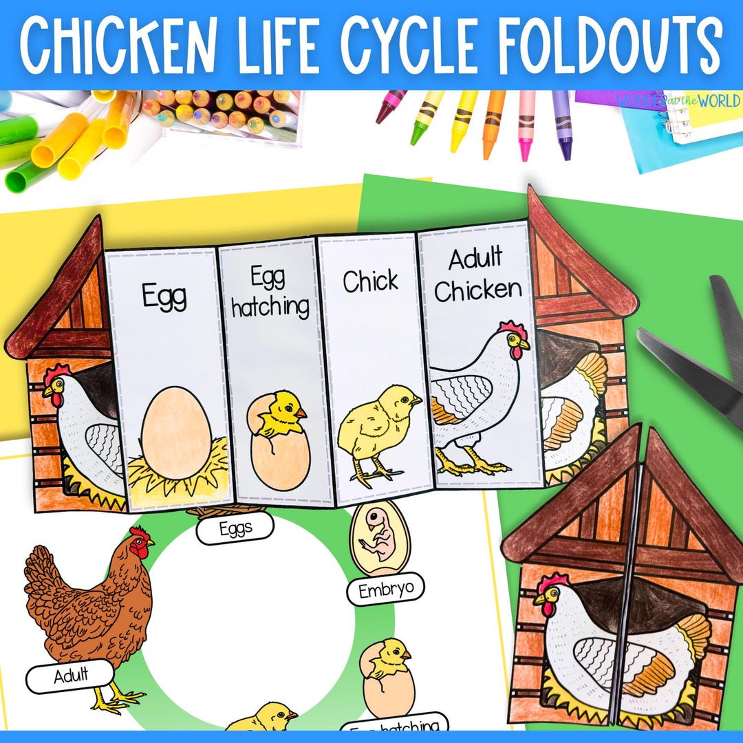 Life Cycle Of A Chicken Step By Step