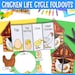 Life Cycle of a Chicken Foldable Kids' Spring Craft Activity | A4 and ...