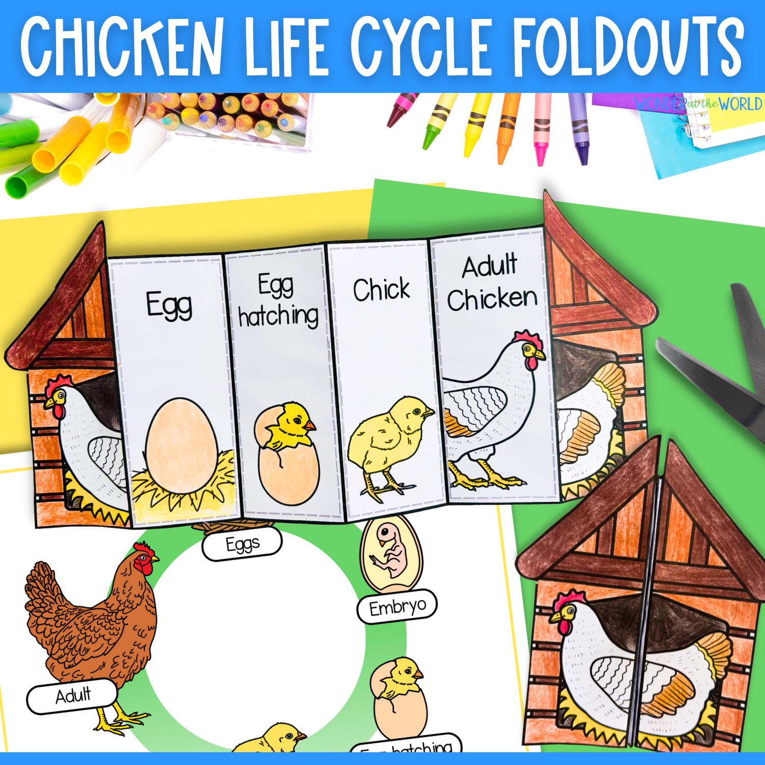 Hojas De Trabajo Gratuitas Sobre El Ciclo De Vida De Un Pollo EL POLLO
