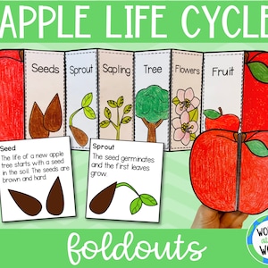 Life Cycle of an Apple Tree Foldable Activity for Kids Printable A4 and ...