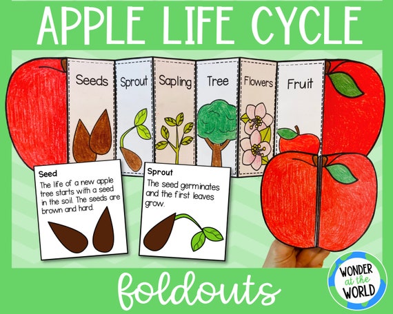 Life cycle of an apple tree foldable activity for kids - Etsy.de