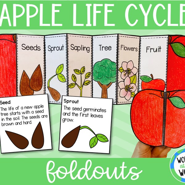 Life Cycle Puzzle - Etsy