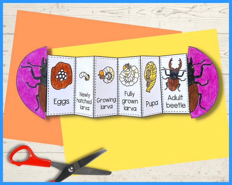 Life Cycle of a Stag Beetle Foldable Sequencing Activity - Etsy Australia