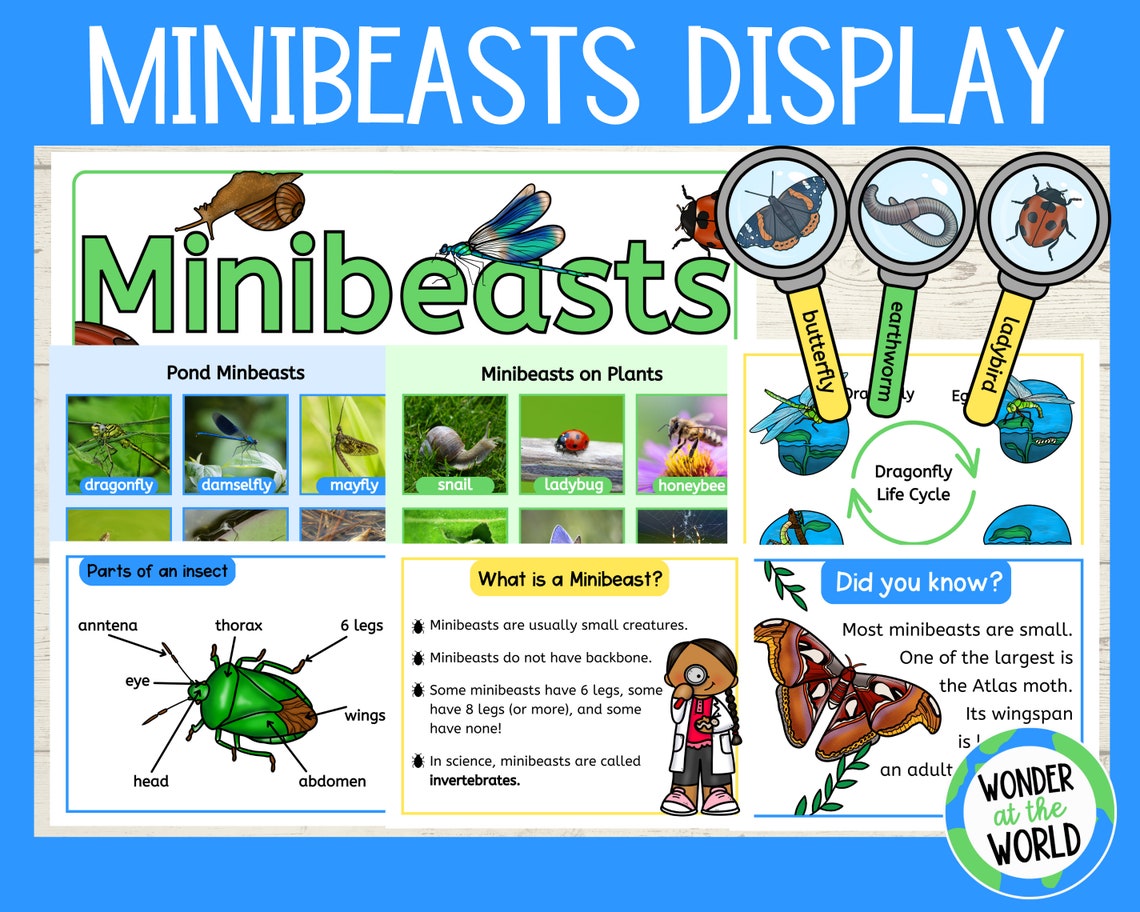 Minibeast Classroom Science Display Printables for Teachers | UK and US ...