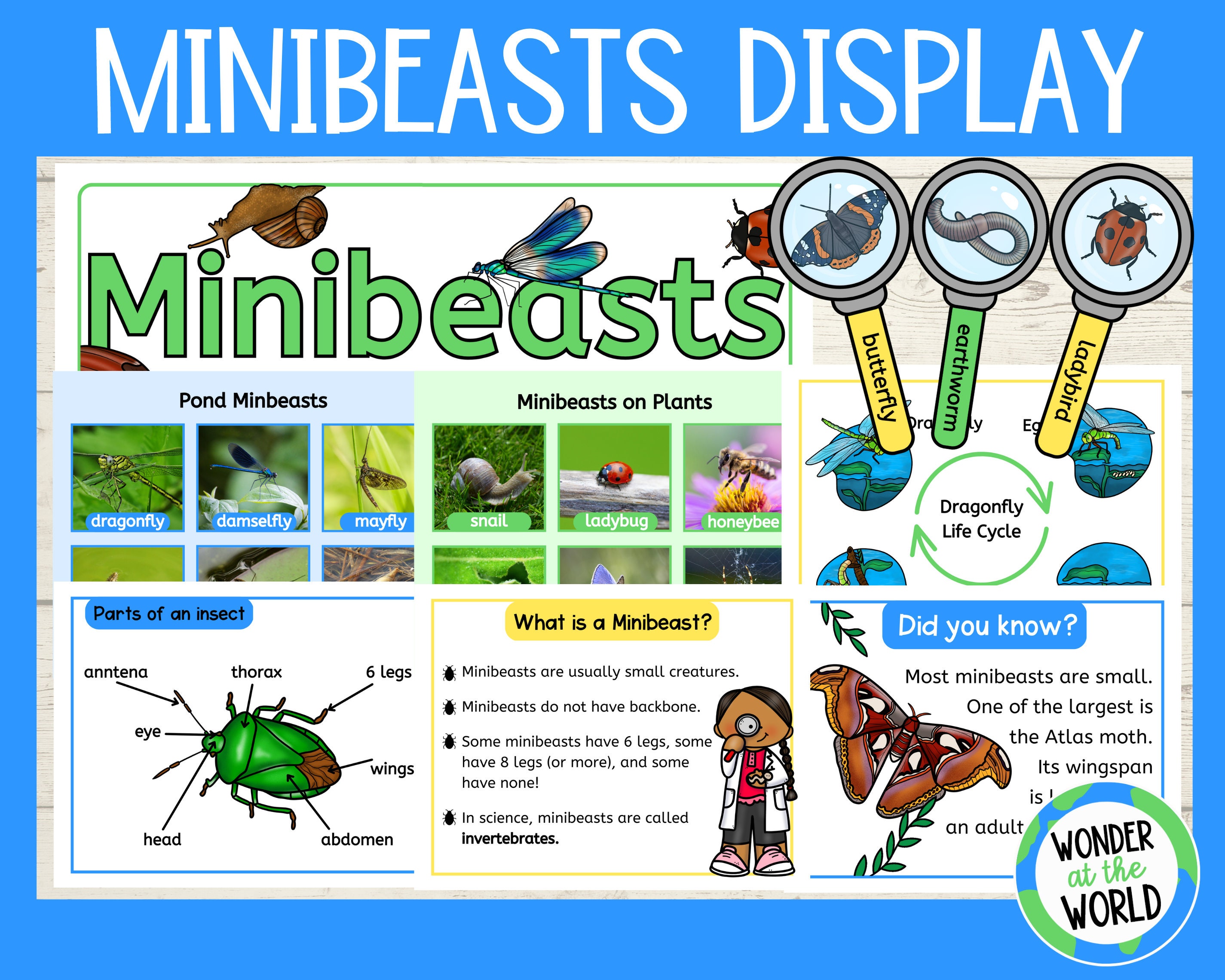 Minibeast Classroom Science Display Printables for Teachers | UK and US ...
