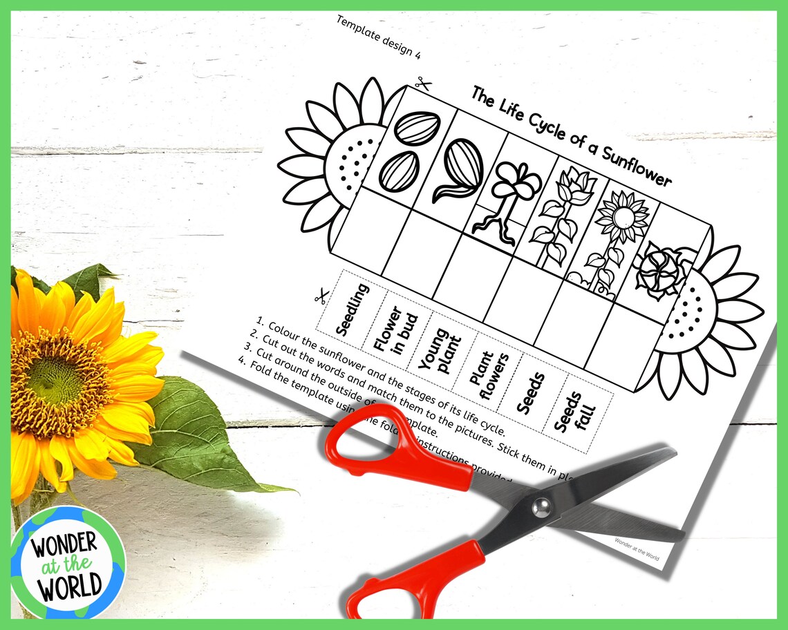 Life Cycle of a Sunflower Foldable Kids' Craft A4 and - Etsy