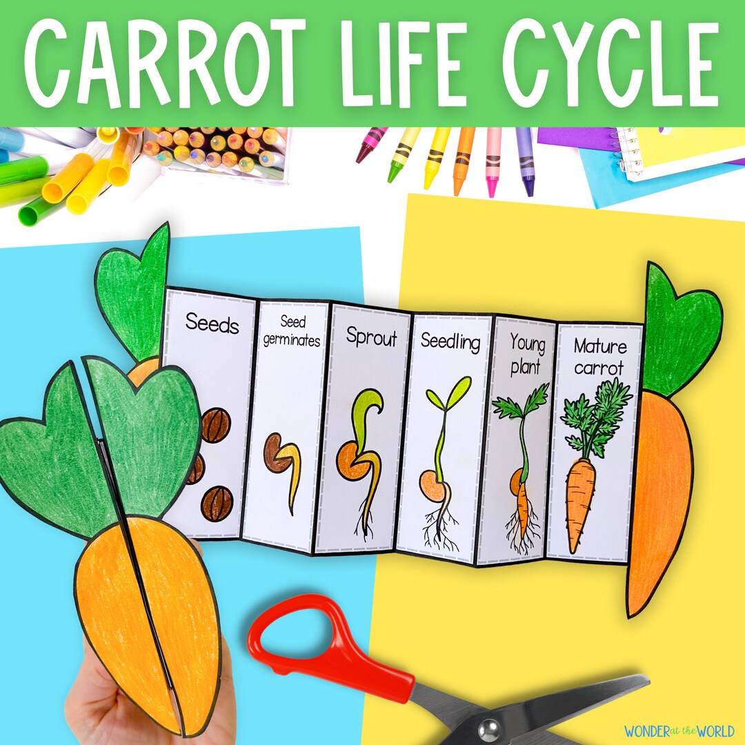 Life Cycle of a Carrot Plant Foldable Cut and Paste Sequencing Activity ...