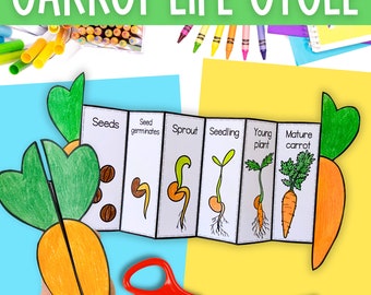 Life Cycle of a Rabbit Foldable Sequencing Activity Cut and Paste ...