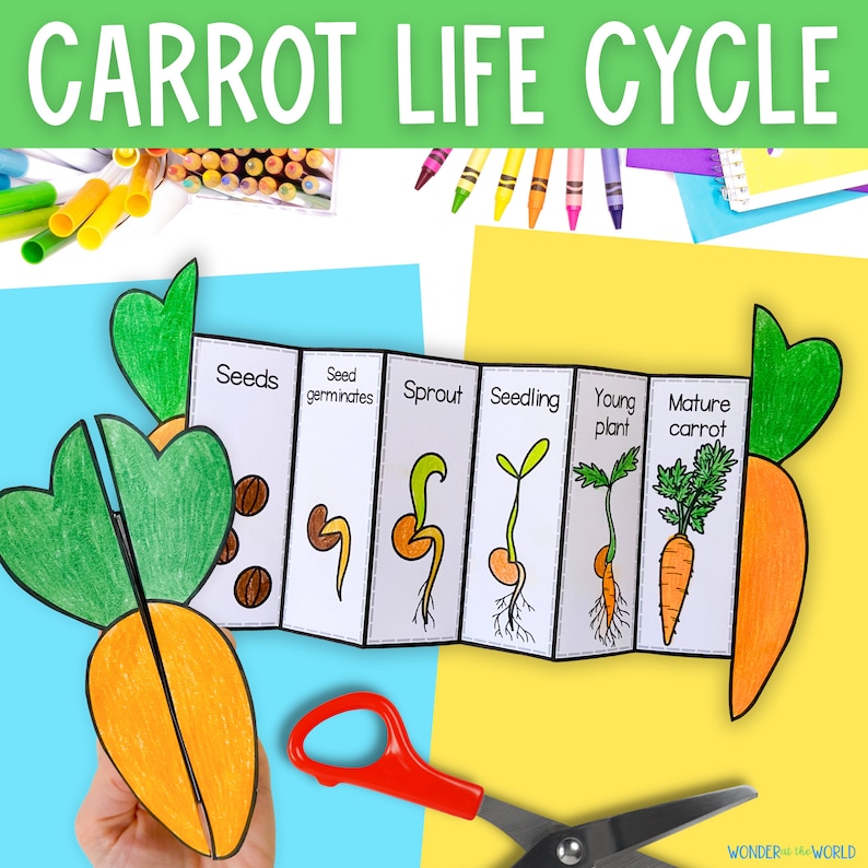Life Cycle of a Carrot Plant Foldable Cut and Paste Sequencing Activity ...