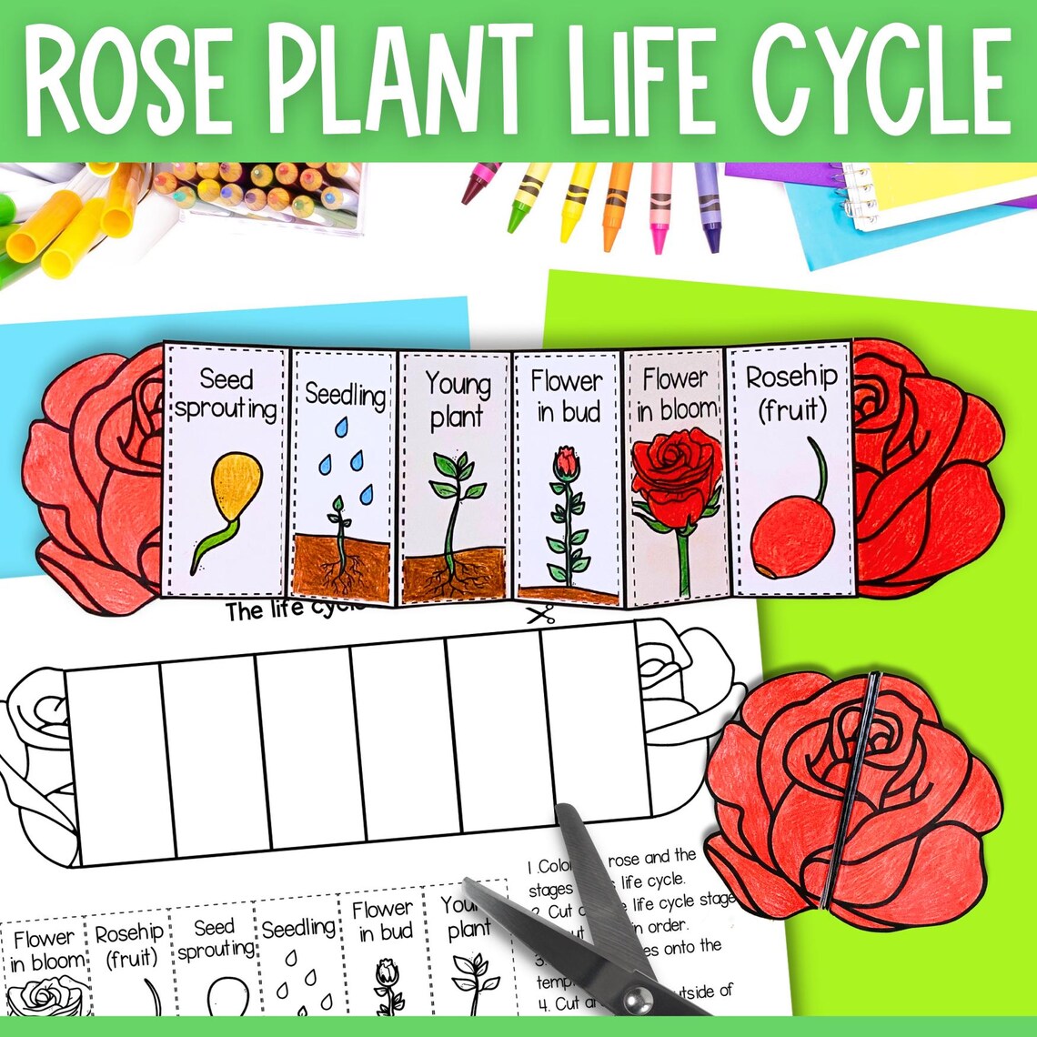 Life Cycle of a Rose Plant Fold and Sequence Craft Activity | Valentine ...