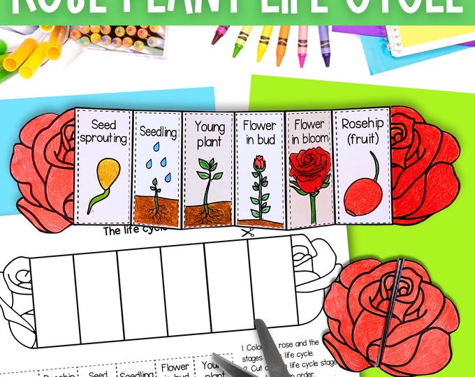 Life Cycle of a Rose Plant Fold and Sequence Craft Activity | Valentine ...