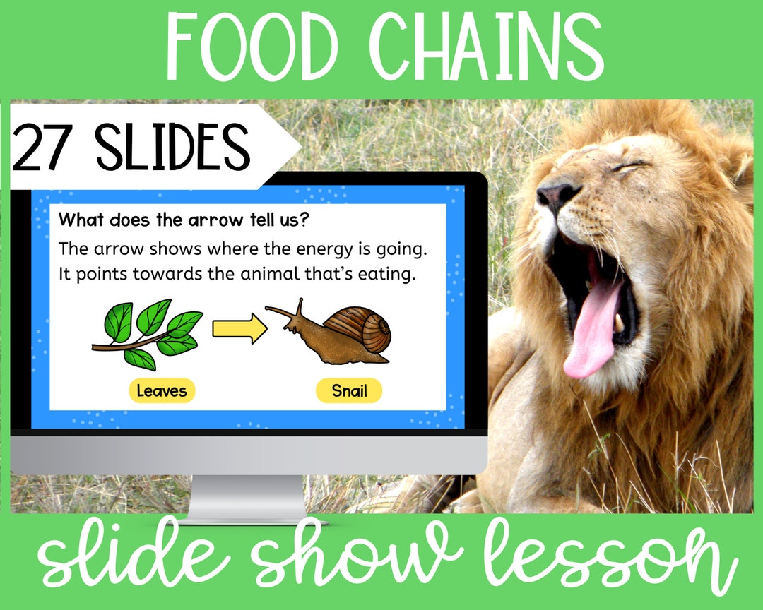 Food Chains Google Slides Presentation for Science Lesson First Grade ...