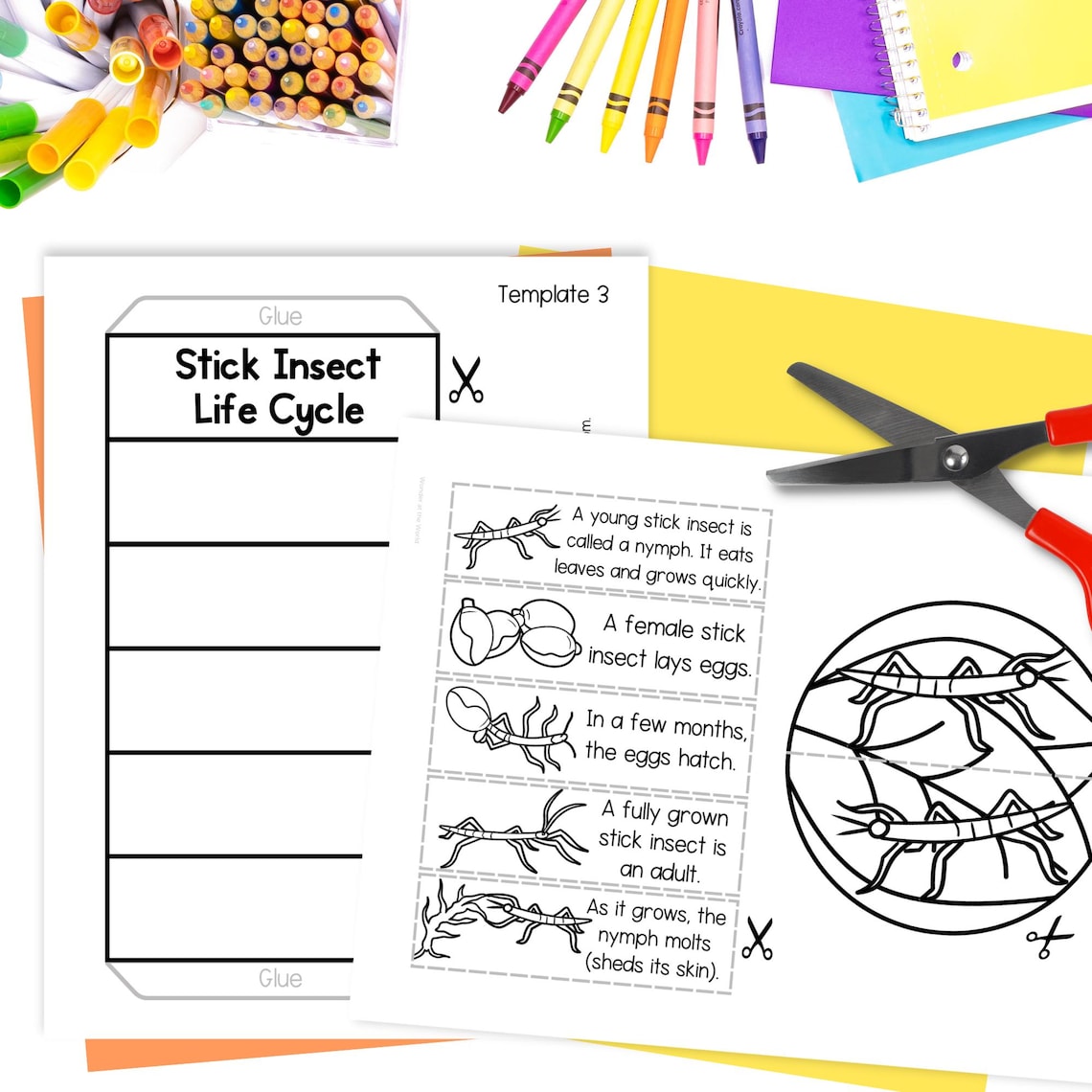 Life Cycle and Parts of a Stick Insect Cut and Paste Science Activities ...