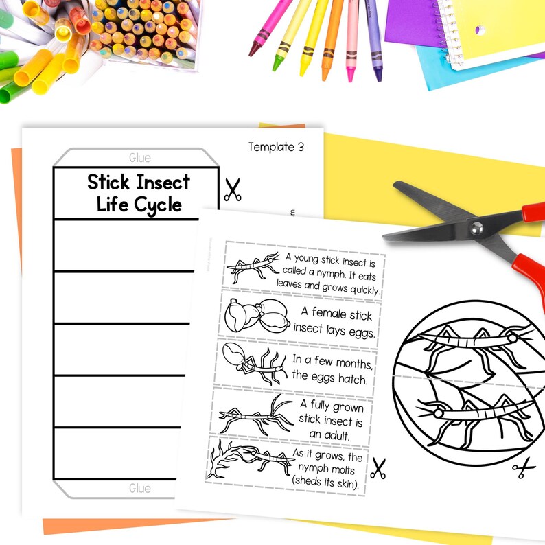 Life Cycle and Parts of a Stick Insect Cut and Paste Science Activities ...