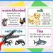Vertebrate Animal Classification Science Vocabulary Word Wall | UK and ...