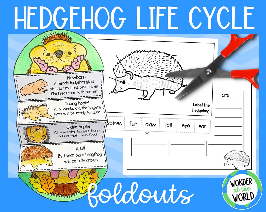 Hedgehog Life Cycle Foldable Activity for Kids | 8.5x11 Inch and A4 ...
