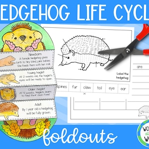 Hedgehog Life Cycle Foldable Activity for Kids | 8.5x11 Inch and A4 ...