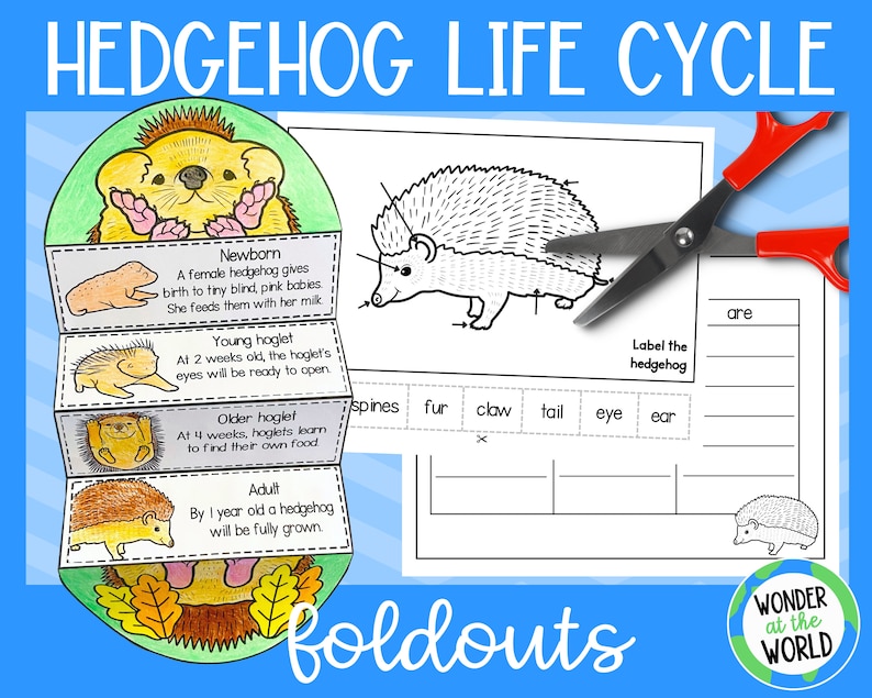 Hedgehog Life Cycle Foldable Activity for Kids | 8.5x11 Inch and A4 ...