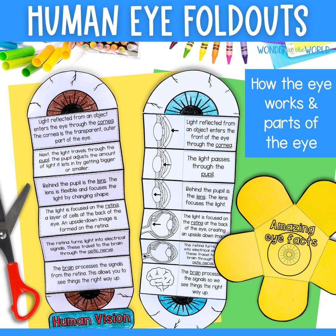 The Parts of the Human Eye and How We See Foldable Activities for ...
